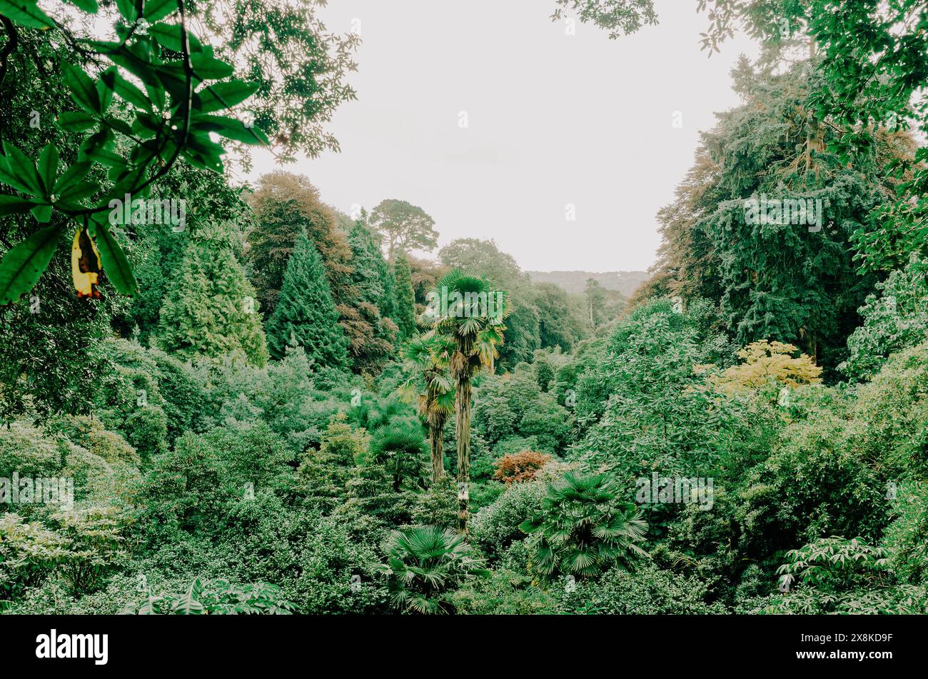 Trebah Garden With Abundant Trees In Cornwall, UK Stock Photo - Alamy