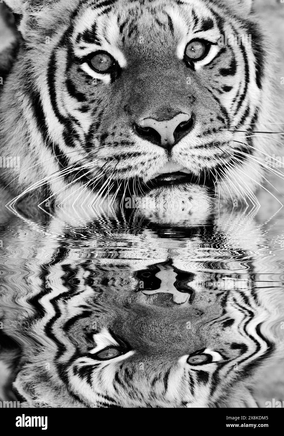 Italy, Rome, Rome zoo, Bengal tiger (Panthera tigris Stock Photo - Alamy