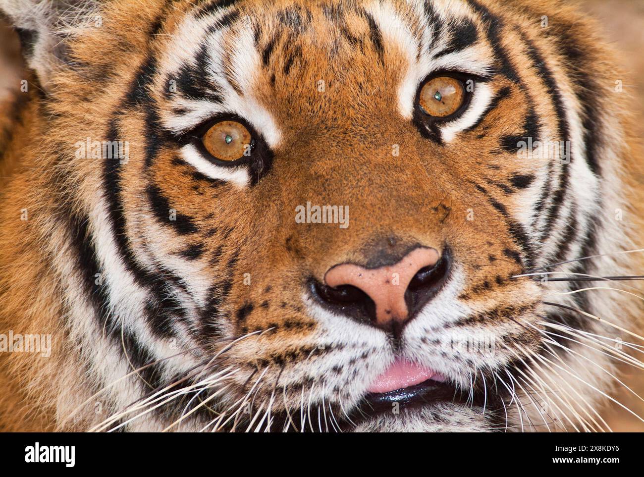 Italy, Rome, Rome zoo, Bengal tiger (Panthera tigris Stock Photo - Alamy