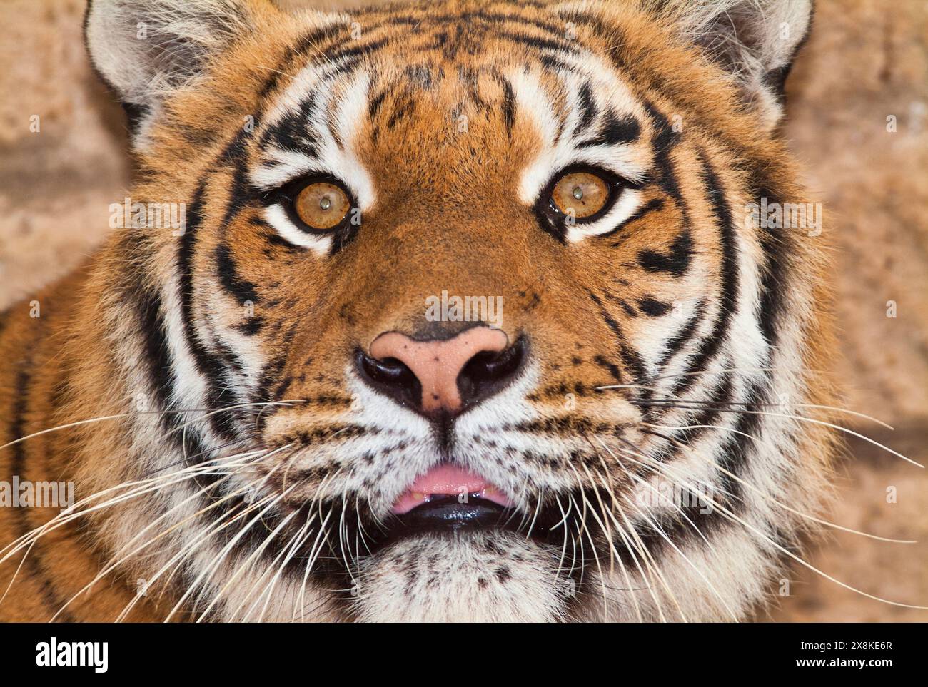 Italy, Rome, Rome zoo, Bengal tiger (Panthera tigris Stock Photo - Alamy