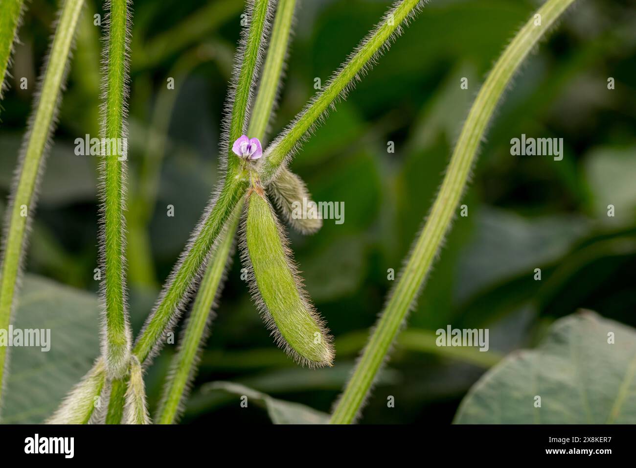 Soybean plant flower and pod. Pollination, plant health and farming ...