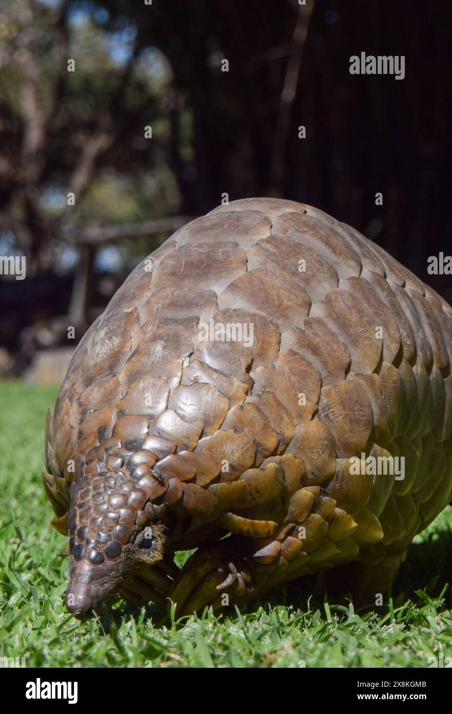 Zimbabwe. 3rd may 2024. A Cape pangolin, also known as Temminck's ...