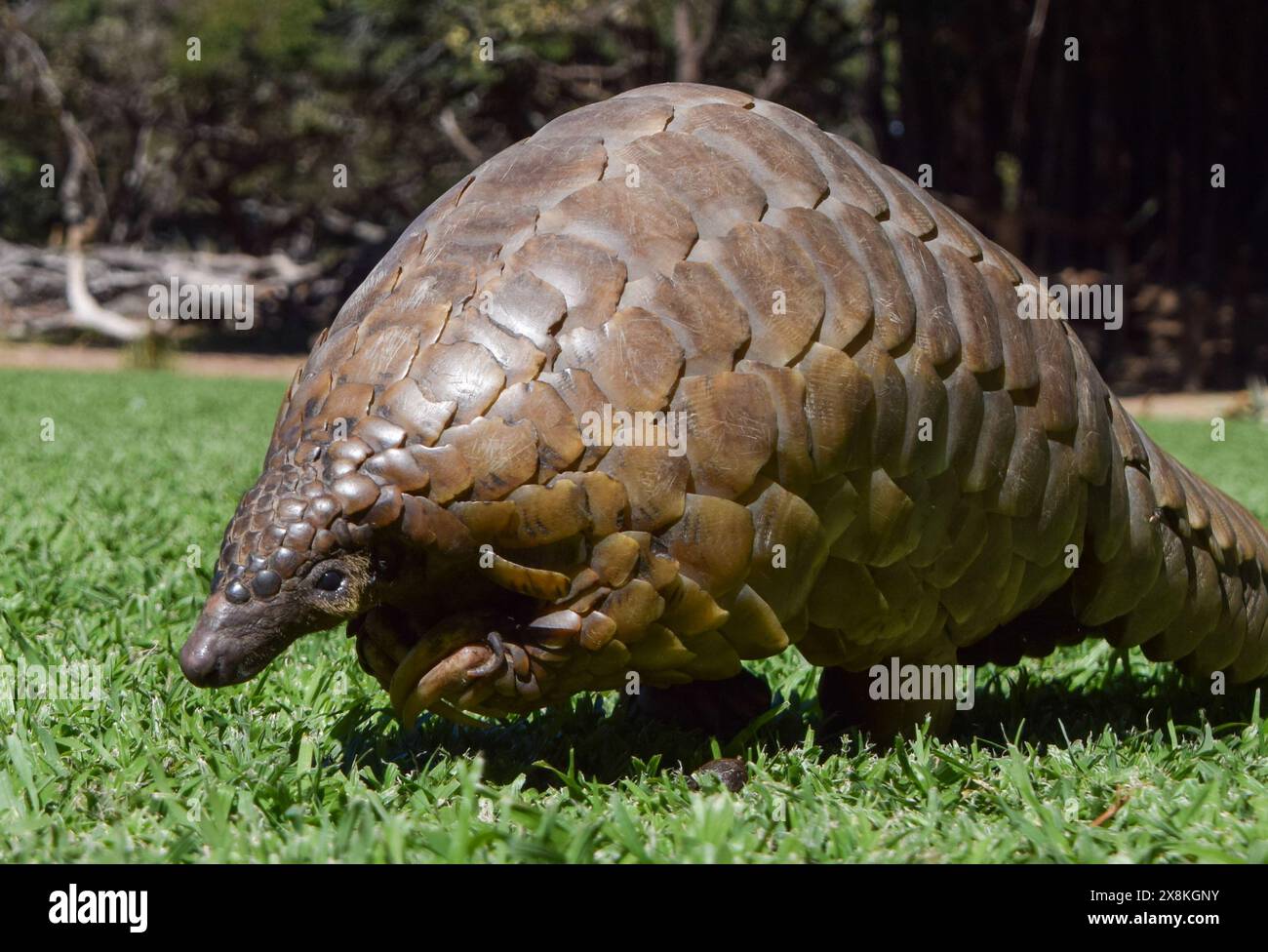 Zimbabwe. 3rd may 2024. A Cape pangolin, also known as Temminck's ...