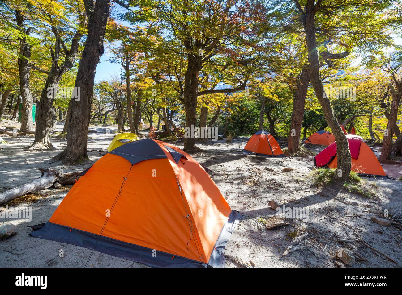 tents in summer camping in green forest Stock Photo - Alamy