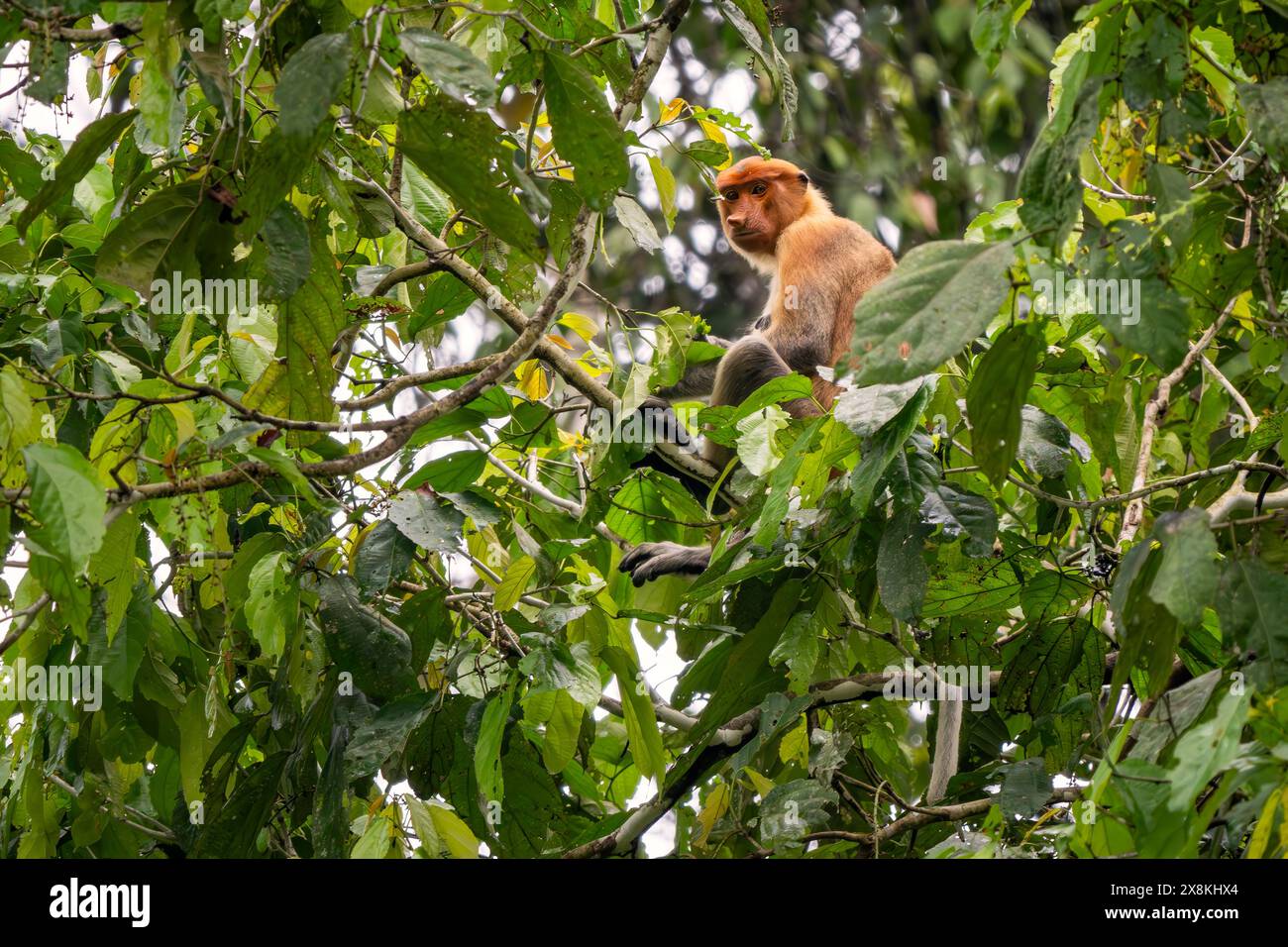 Proboscis Monkey - Nasalis larvatus, beautiful unique primate with ...