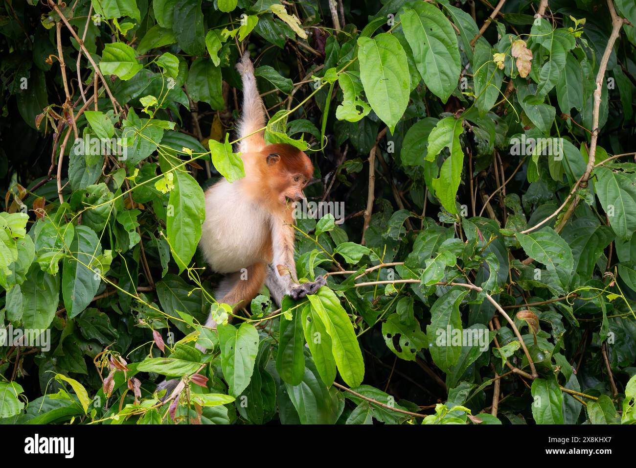 Proboscis Monkey - Nasalis larvatus, beautiful unique primate with ...