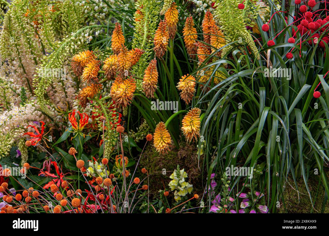Vibrant garden display with a variety of colorful flowers, greenery ...