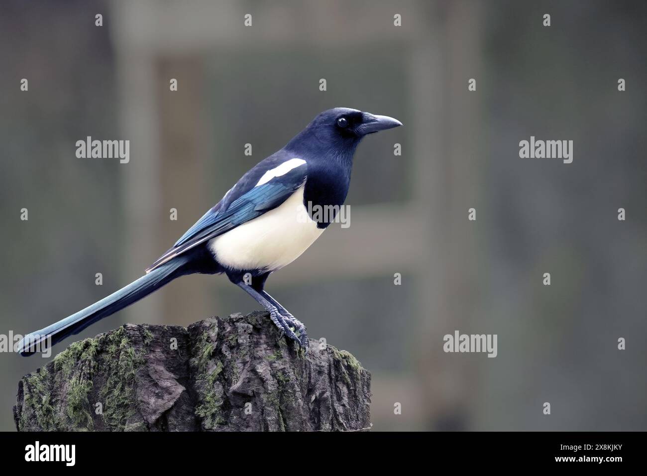 Magpies are birds of the family Corvidae Stock Photo - Alamy