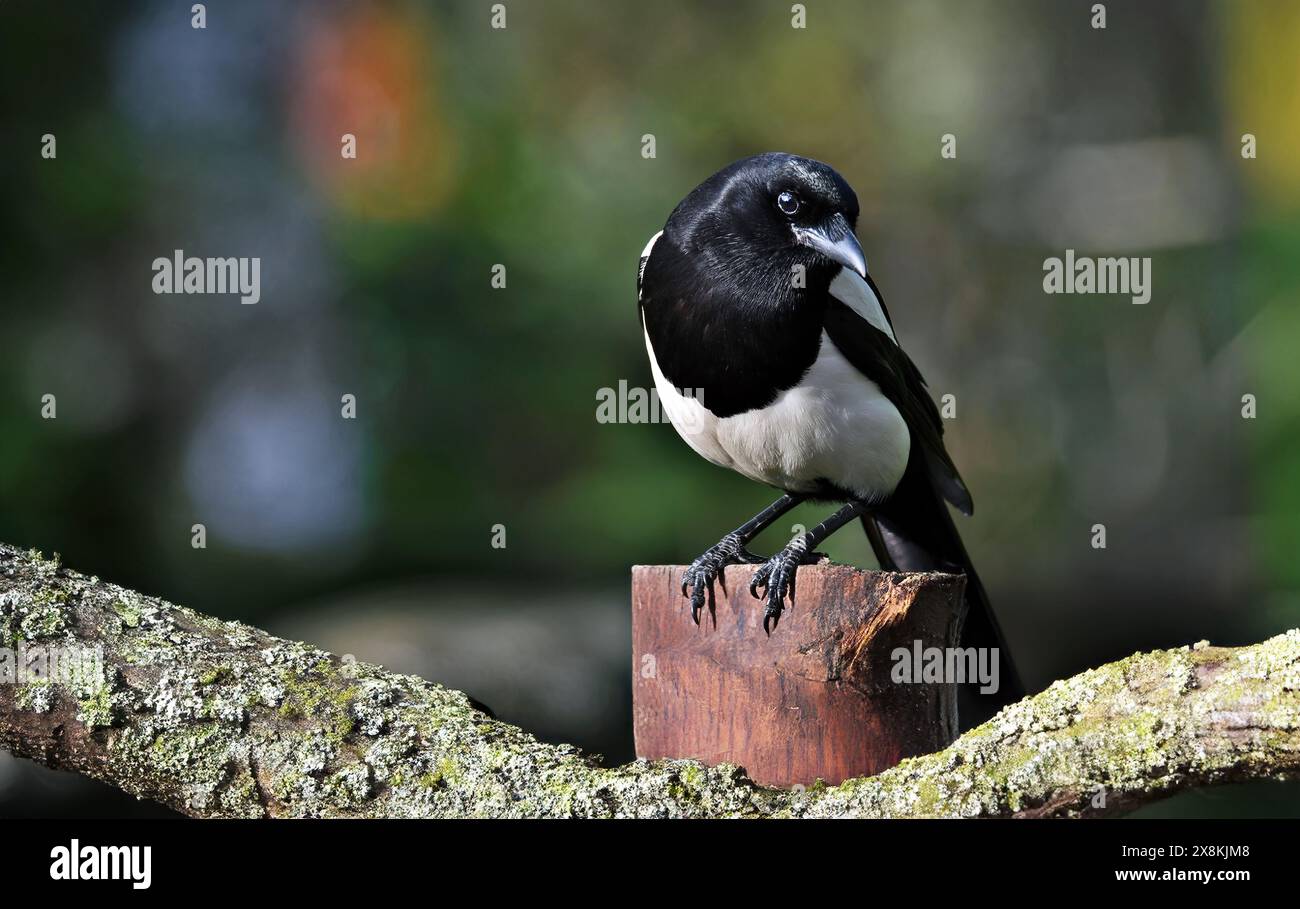 Magpies are birds of the family Corvidae Stock Photo - Alamy