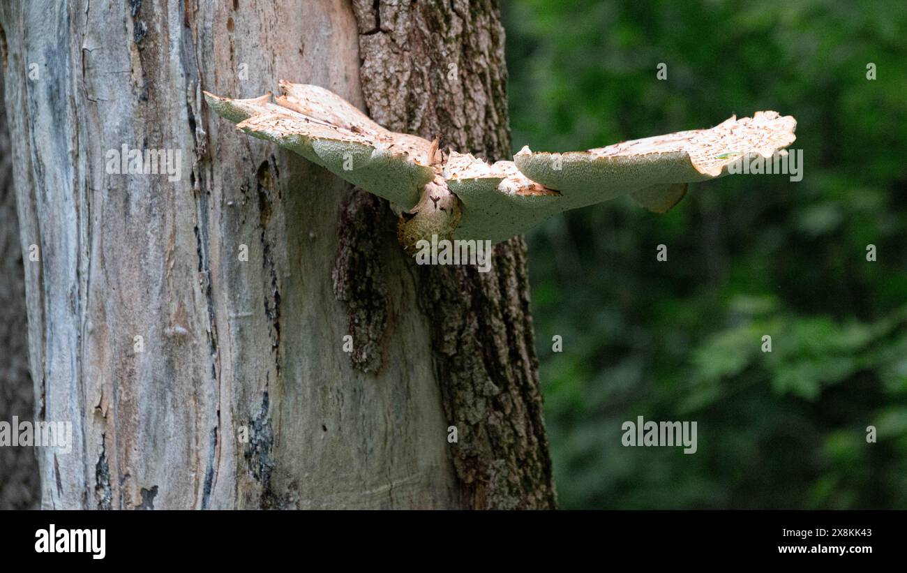 Herb shelf hi-res stock photography and images - Alamy