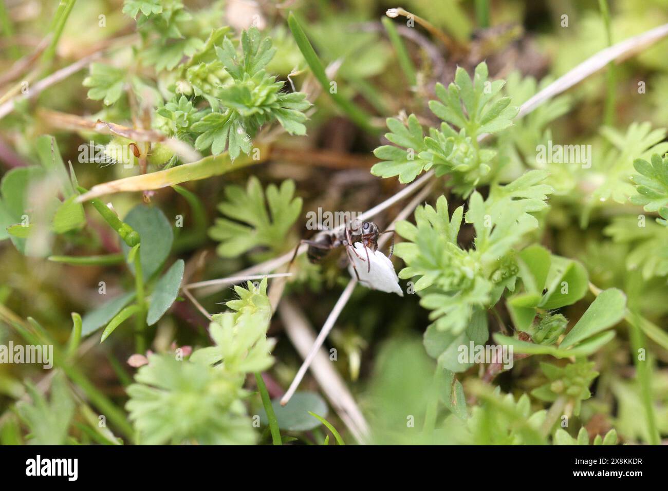 ant in garden carrying food Stock Photo - Alamy