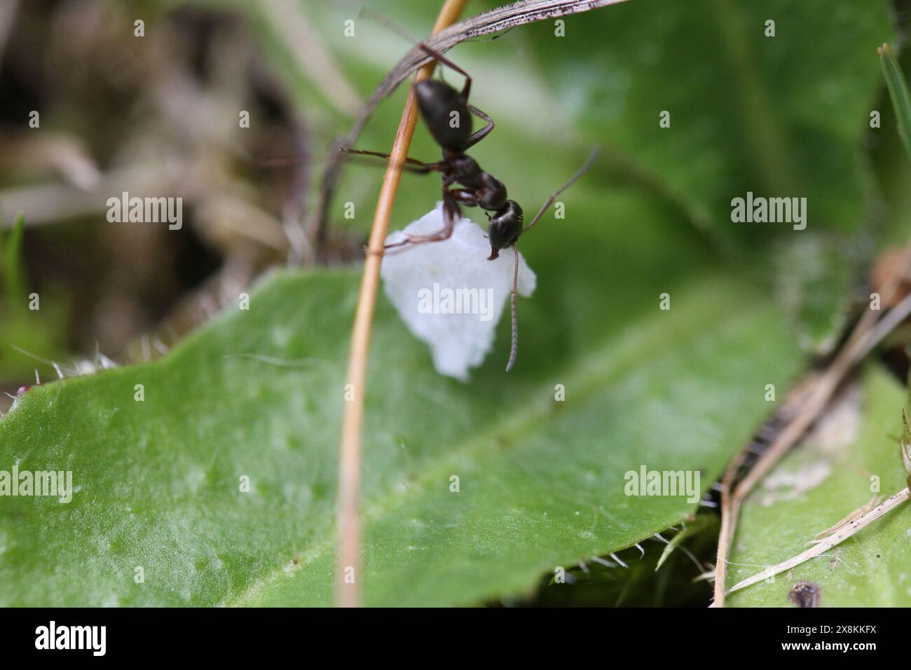 ant in garden carrying food Stock Photo - Alamy