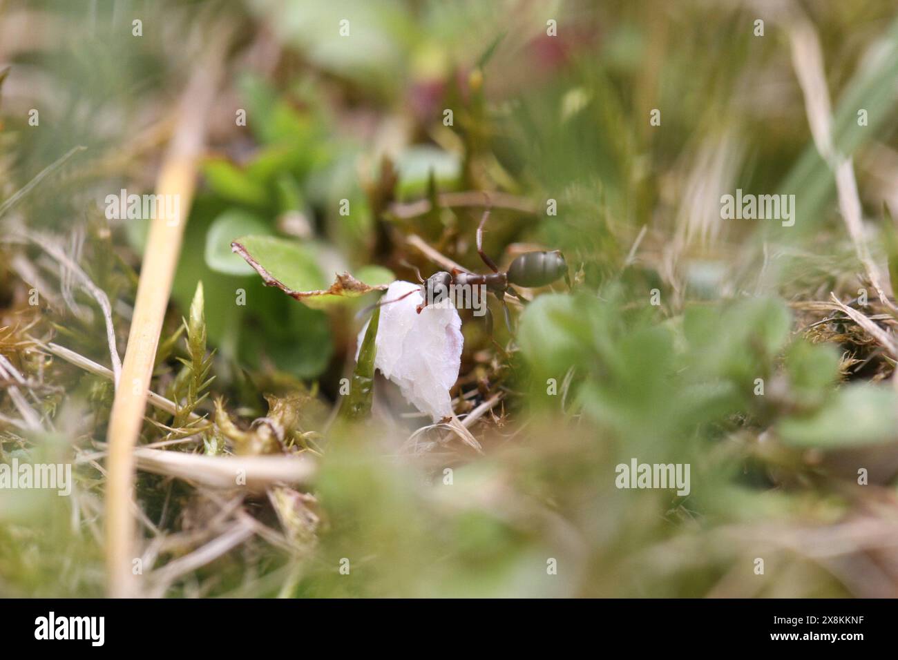 ant in garden carrying food Stock Photo - Alamy