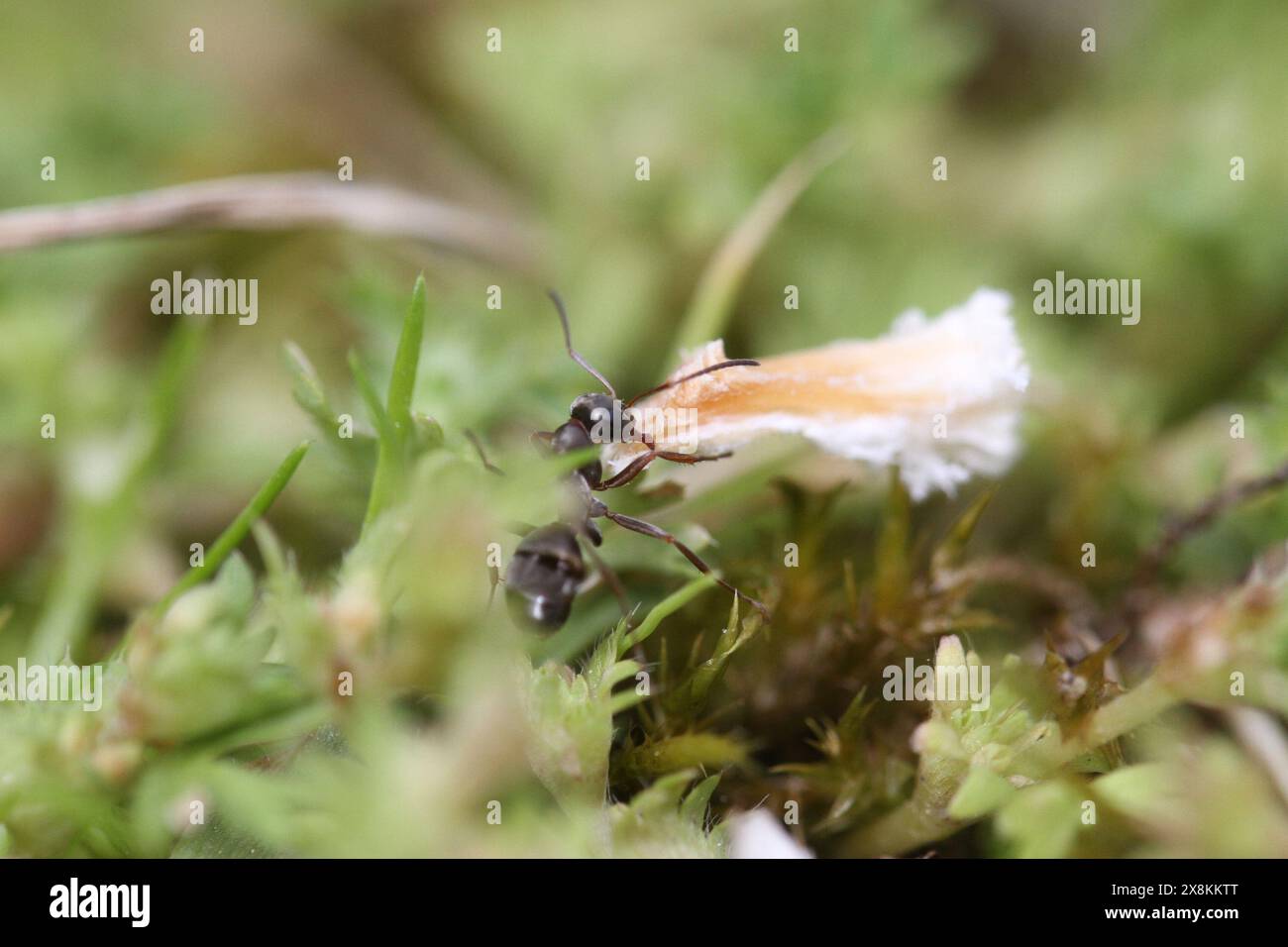 ant in garden carrying food Stock Photo - Alamy