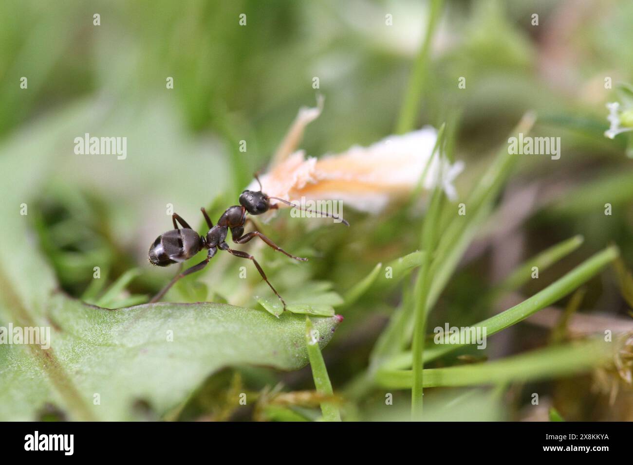 ant in garden carrying food Stock Photo - Alamy
