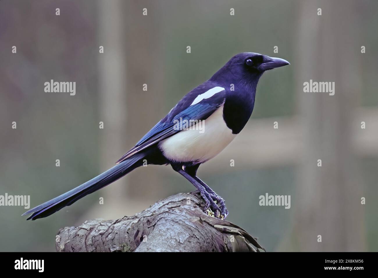 The Thieving Magpie Stock Photo - Alamy