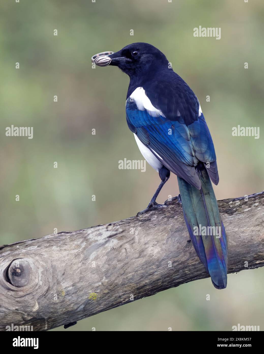 The Thieving Magpie Stock Photo - Alamy