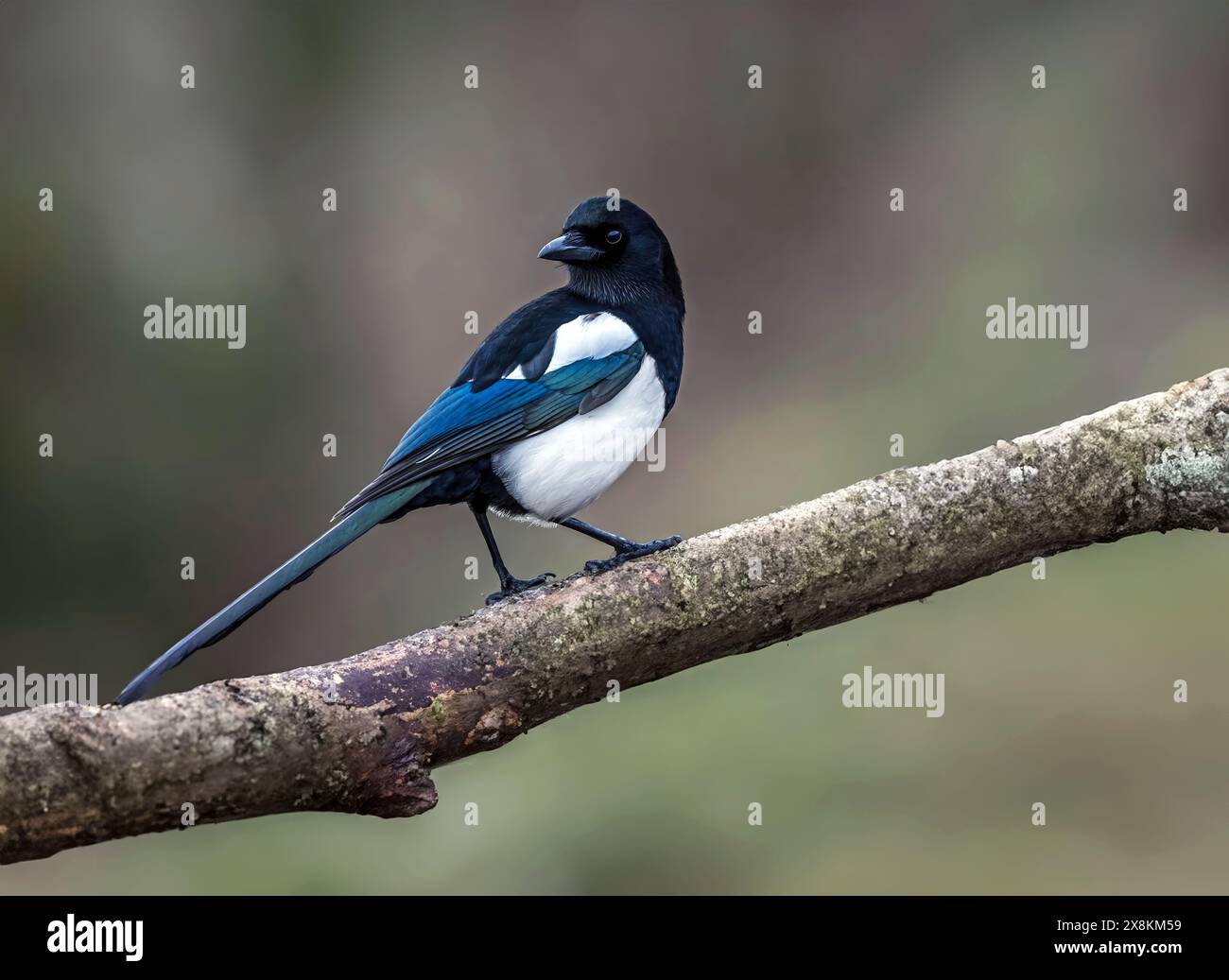 The Thieving Magpie Stock Photo - Alamy