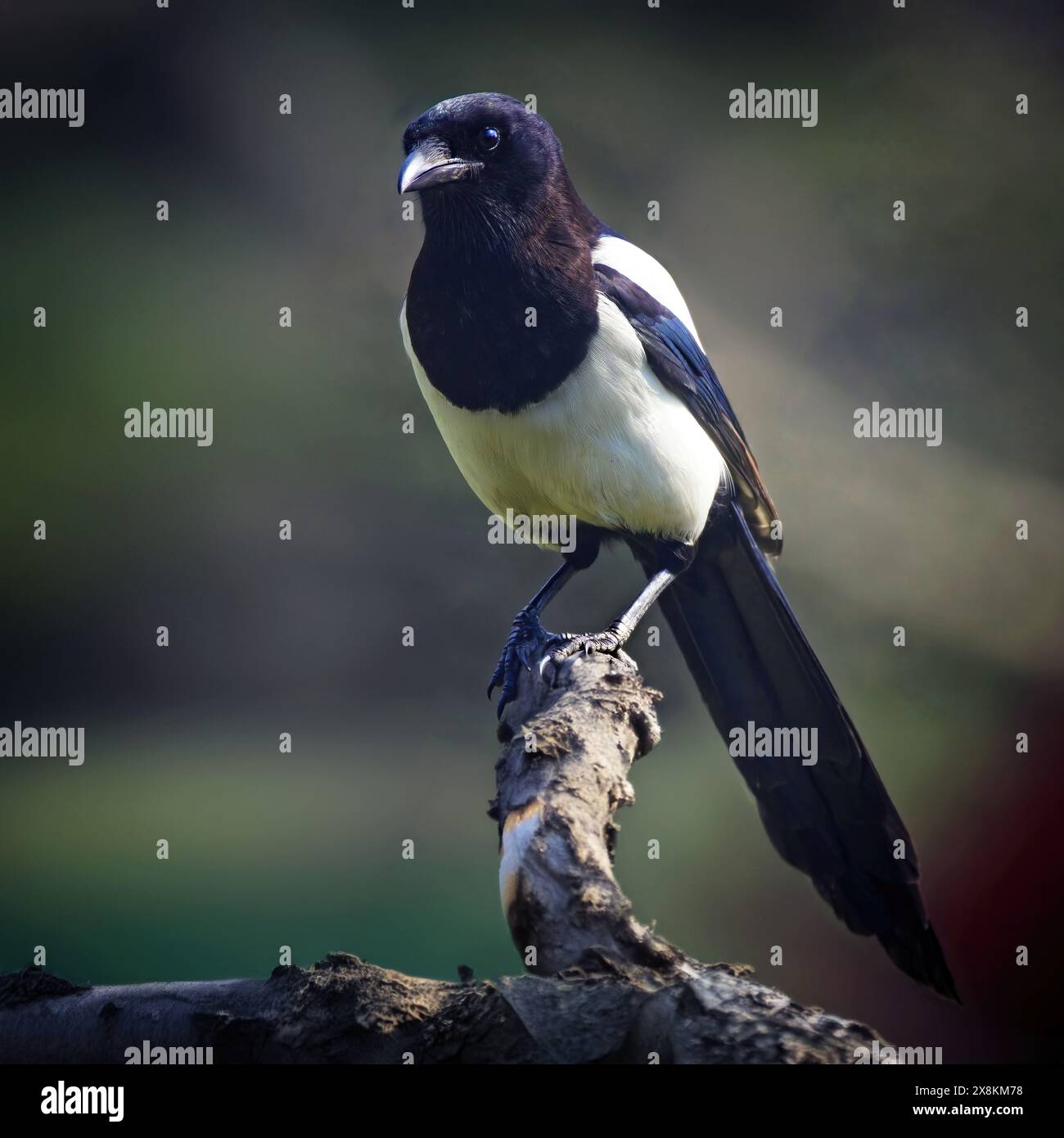 The Thieving Magpie Stock Photo - Alamy