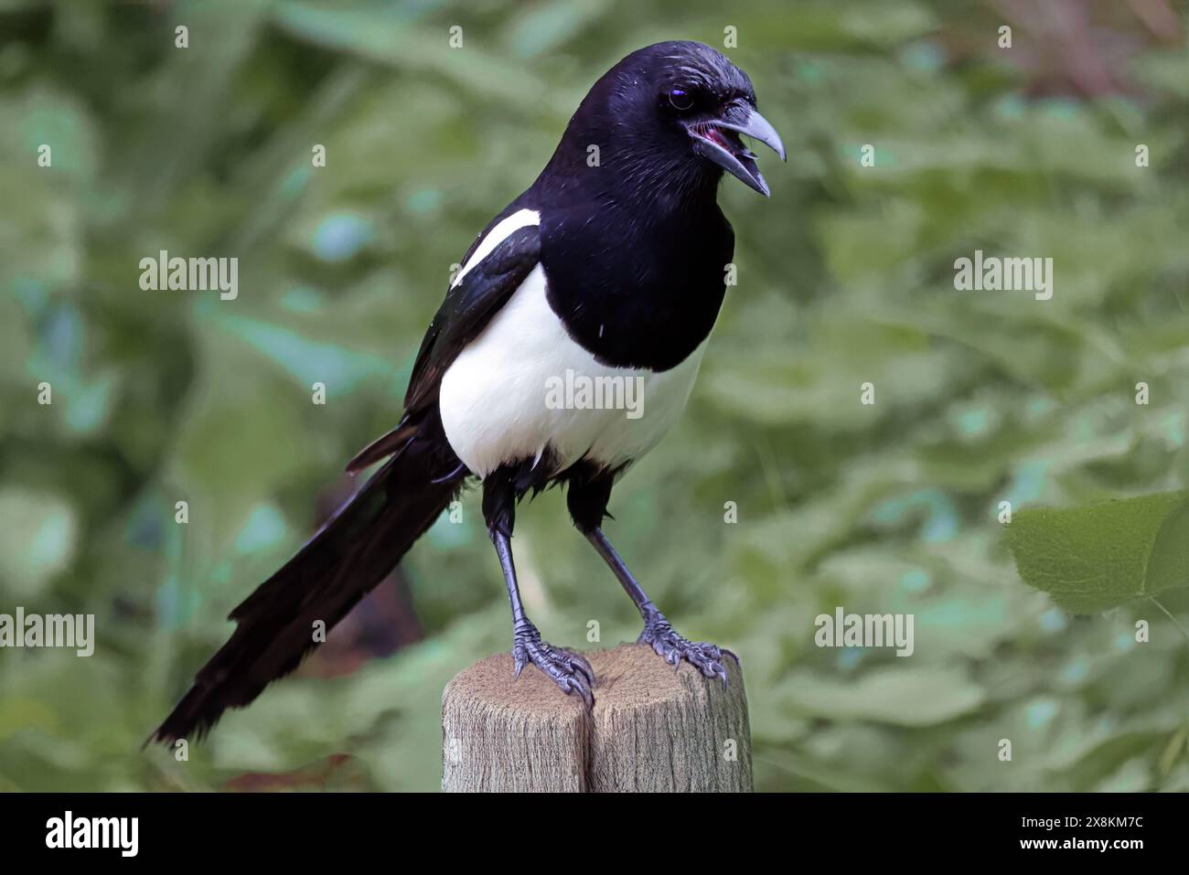 The Thieving Magpie Stock Photo - Alamy