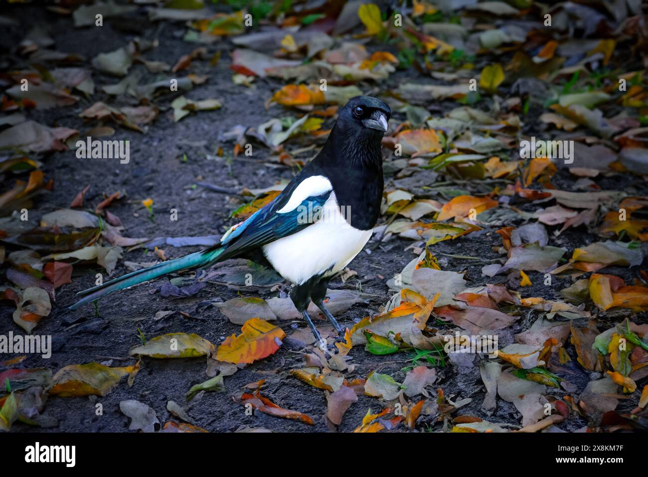 The Thieving Magpie Stock Photo - Alamy