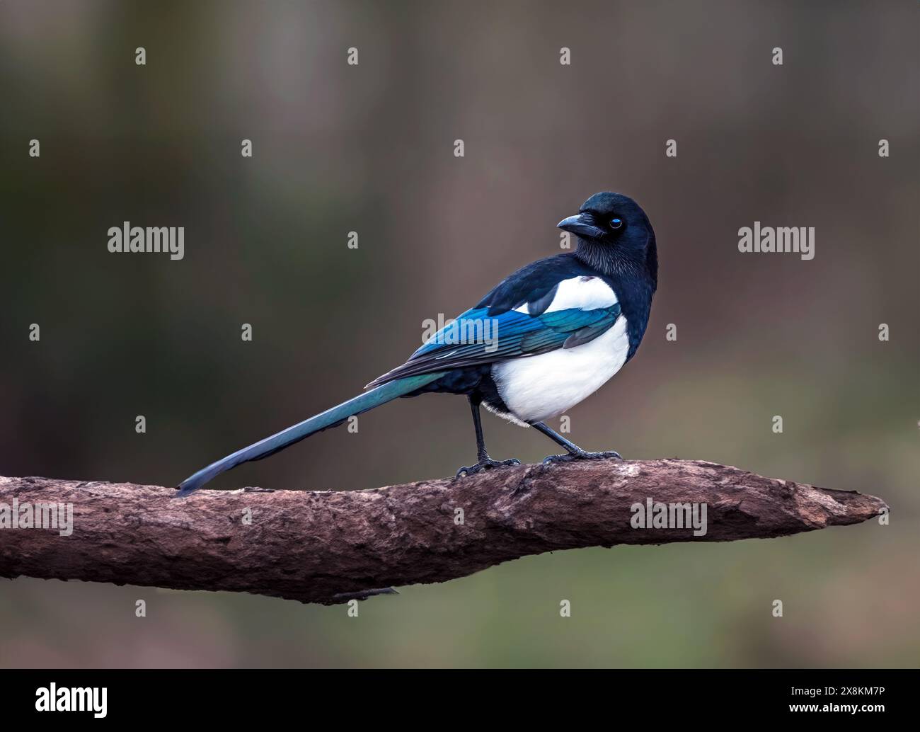 The Thieving Magpie Stock Photo - Alamy