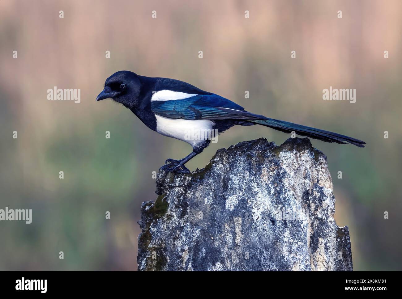 The Thieving Magpie Stock Photo - Alamy