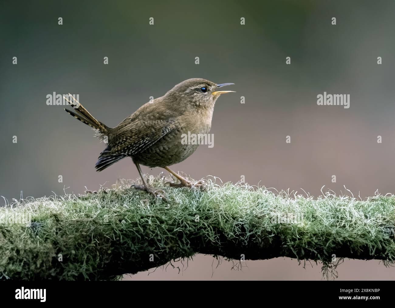 Singing jenny wren hi-res stock photography and images - Alamy