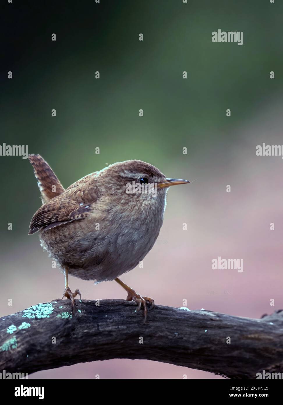 Singing jenny wren hi-res stock photography and images - Alamy