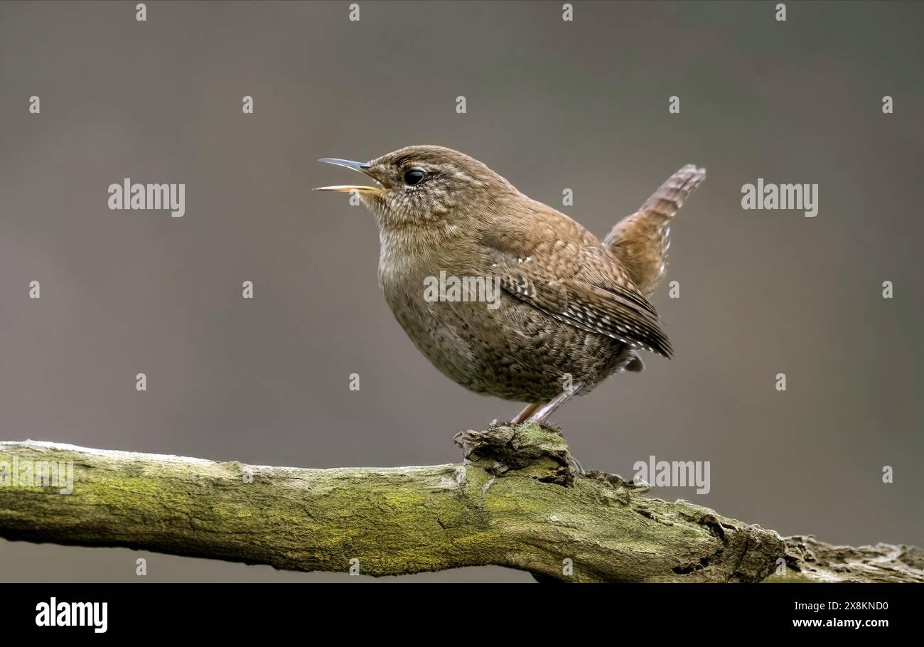 Singing jenny wren hi-res stock photography and images - Alamy