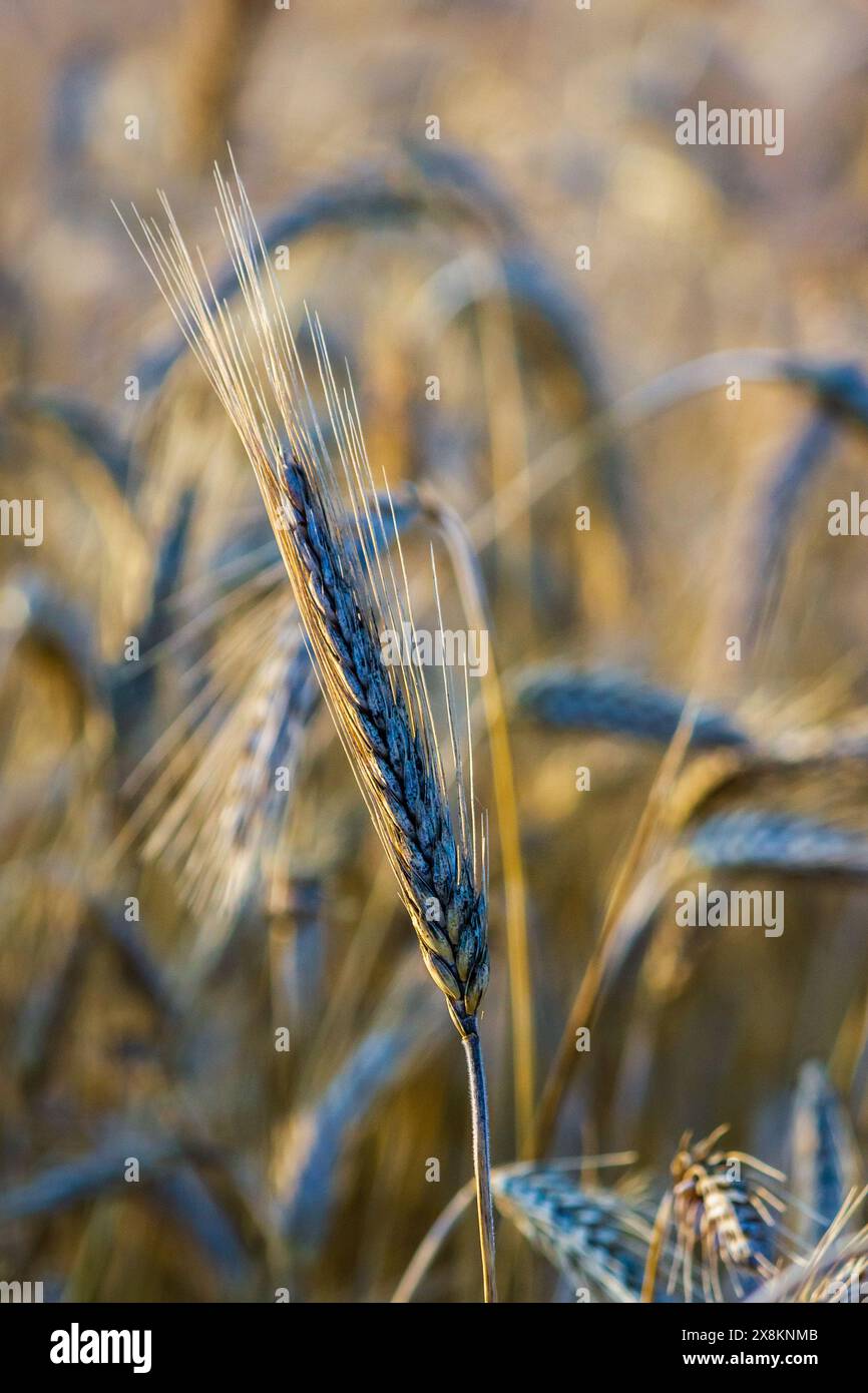 Golden cereal plant field, ripe grain, rural meadow, and lush grass ...
