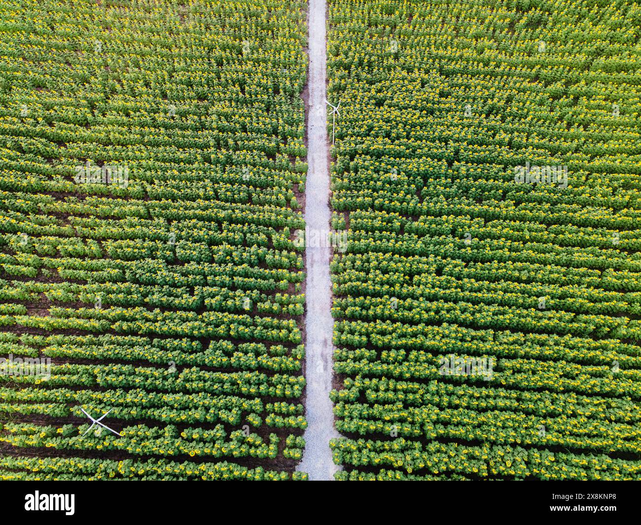 Aerial view of Sunflower blooming in plantation field and pathway ...