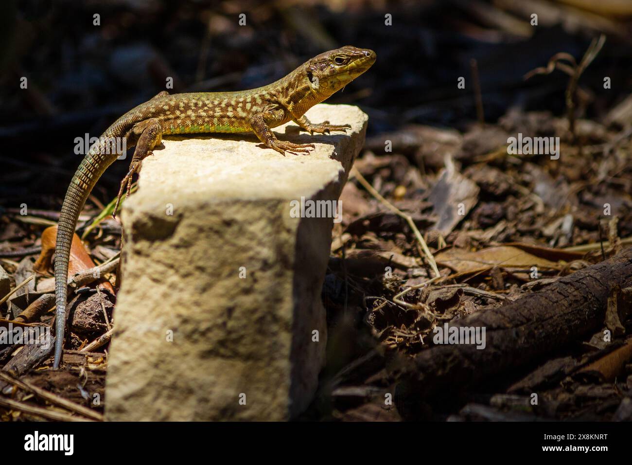 Showcasing species hi-res stock photography and images - Alamy