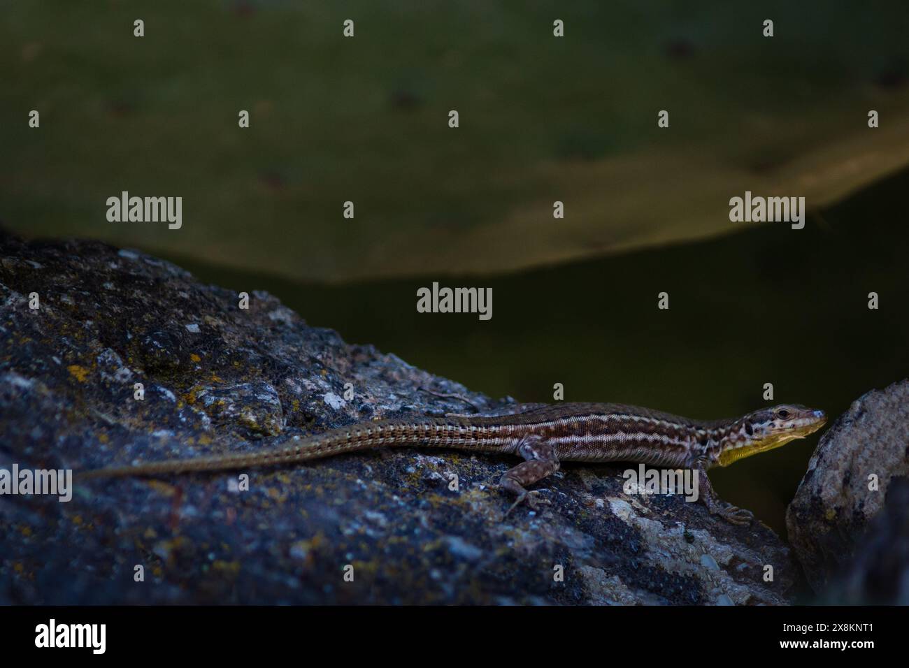 Vibrant wall lizard blends in forest, showcasing beauty of wildlife in ...