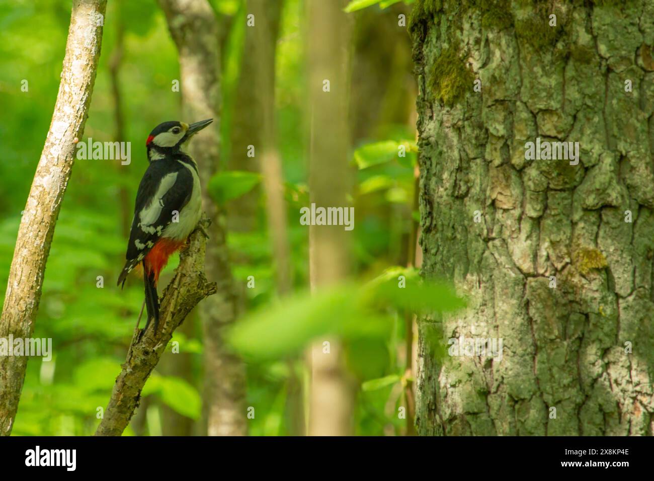 Great spotted woodpecker dendrocopos major juvenile. Cute common young ...
