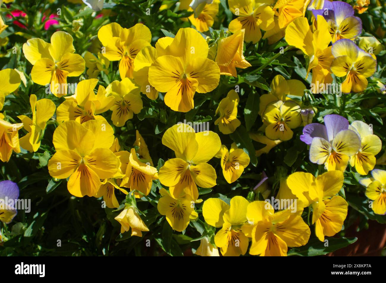 Seasonal flowers in spring, garden flowers pansies Stock Photo - Alamy