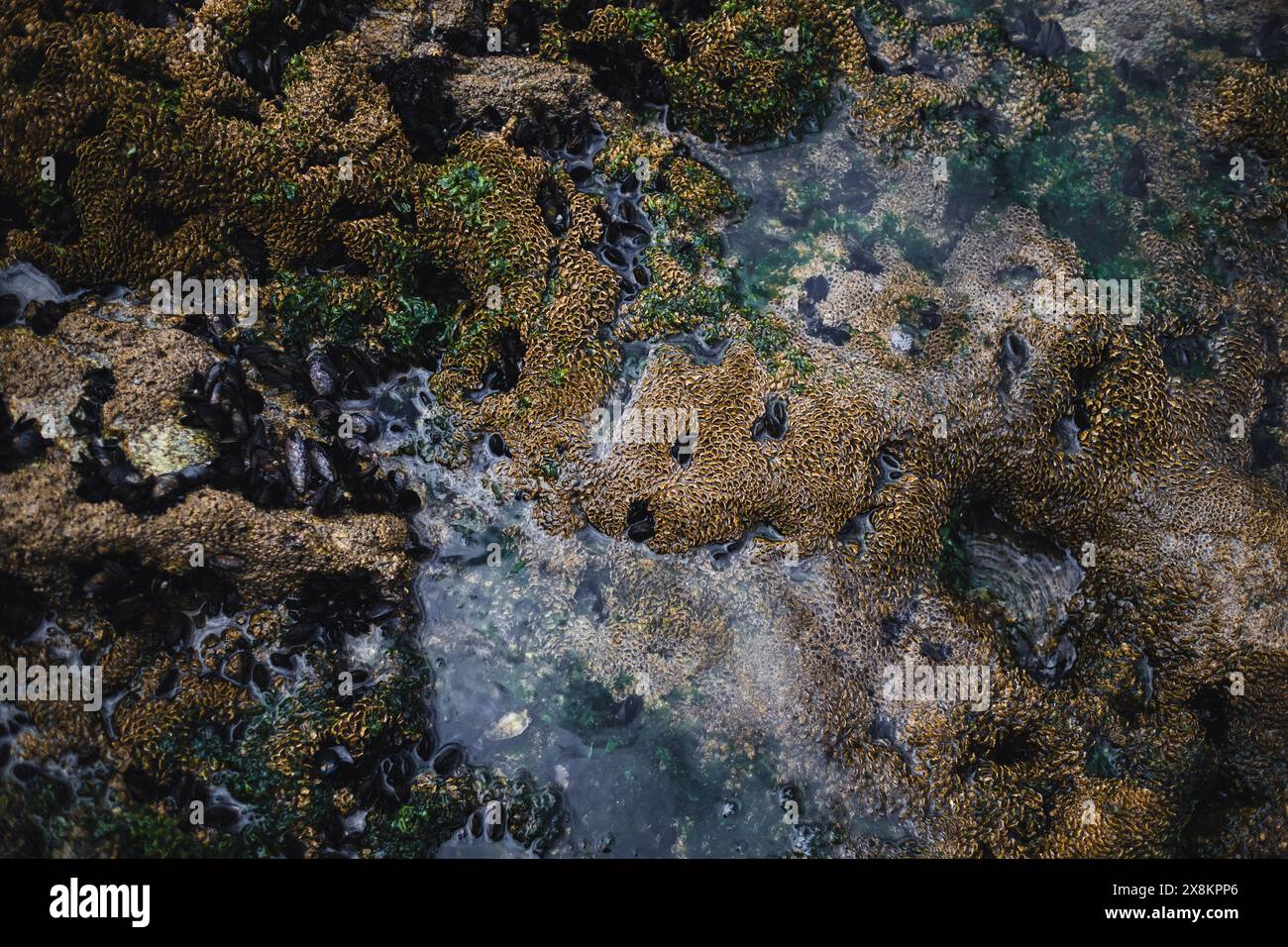 The texture of the ocean floor revealed at low tide, displaying a ...