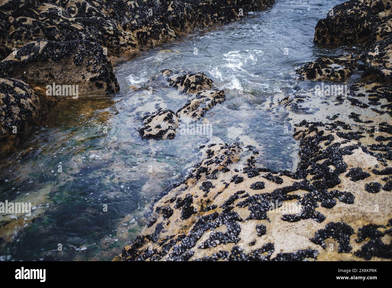 The texture of the ocean floor revealed at low tide, adorned with rocks ...