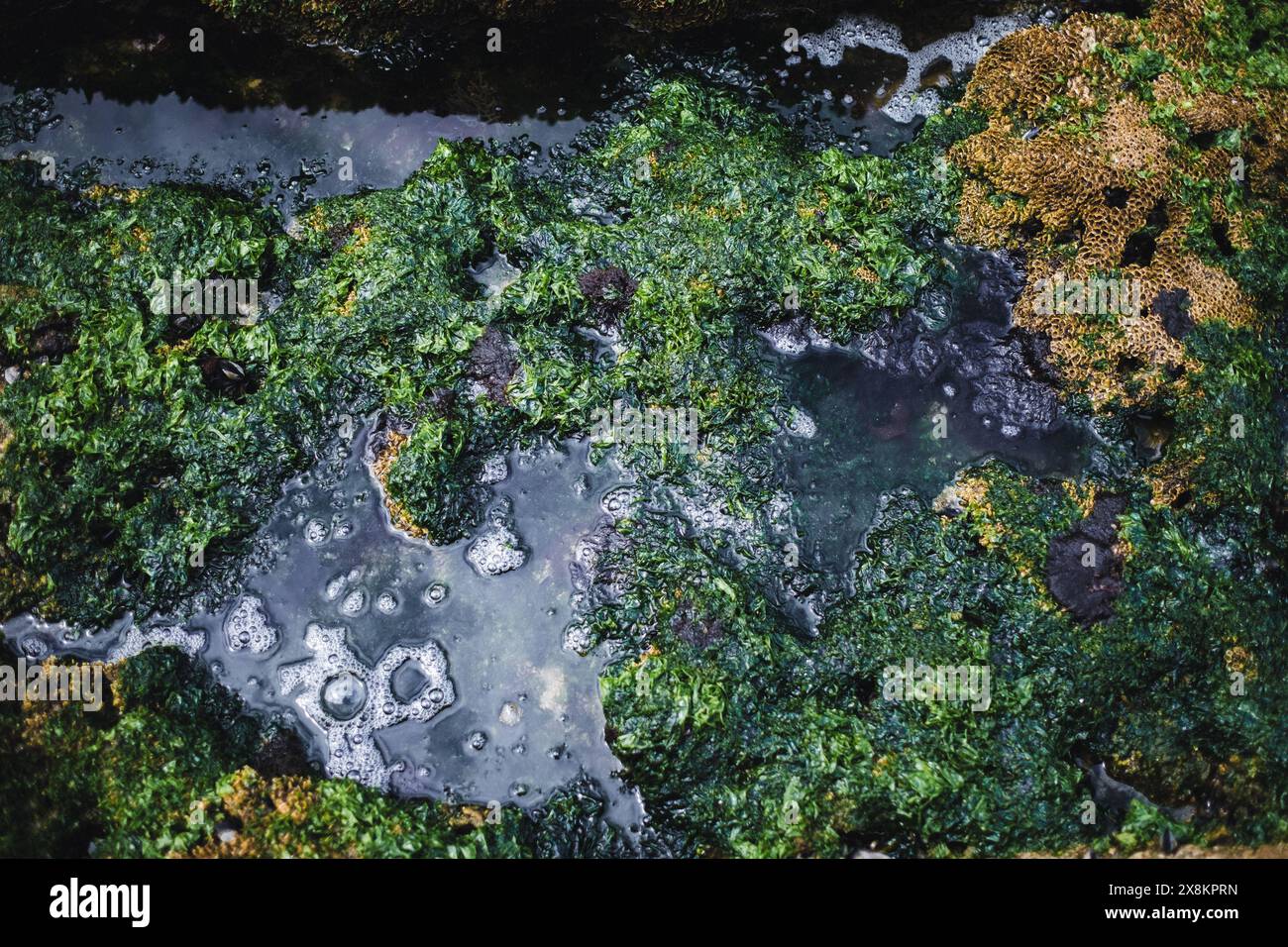 The texture of the ocean floor revealed at low tide, adorned with ...