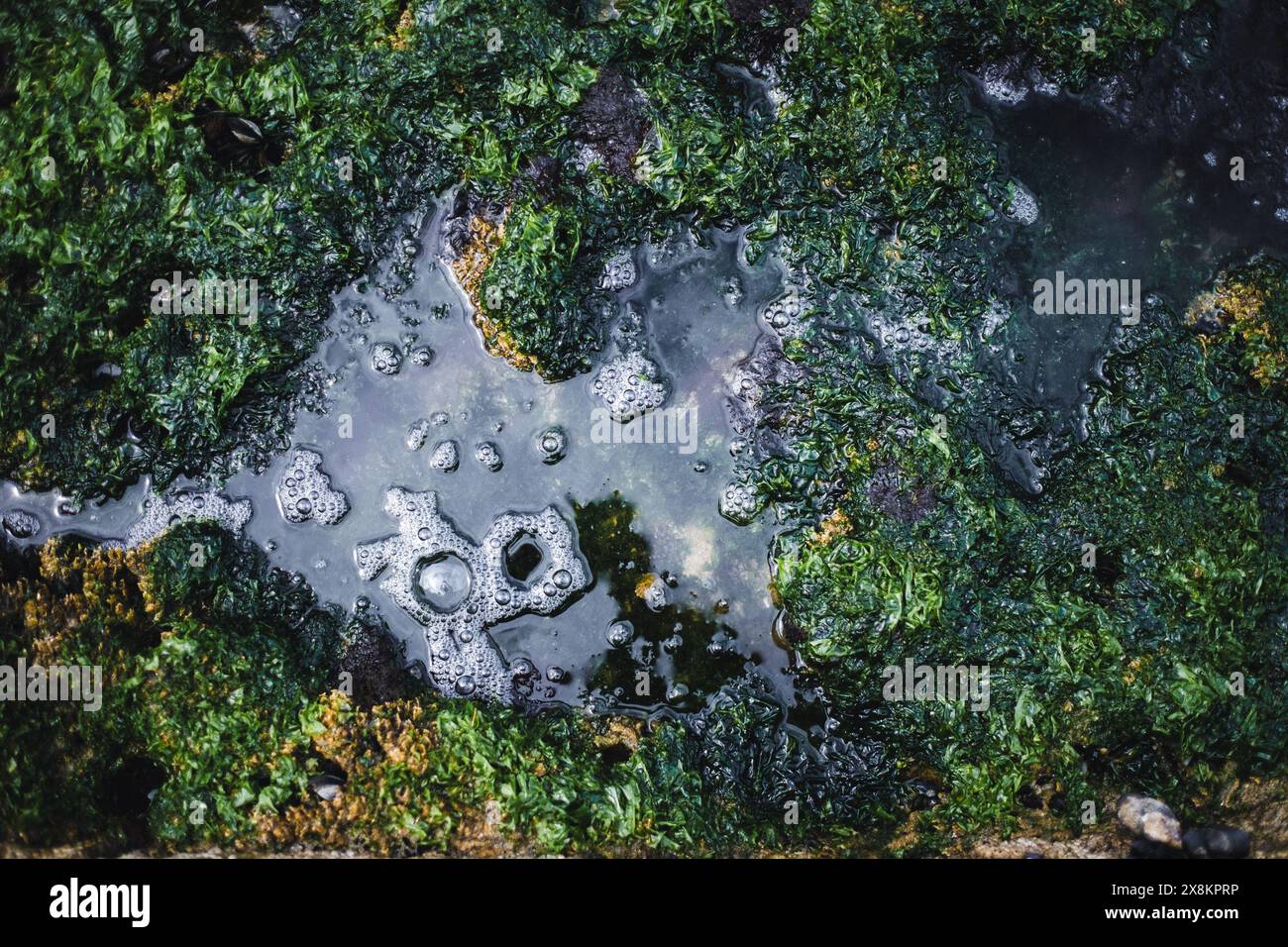 At low tide, the ocean floor reveals its complex textures, highlighting ...