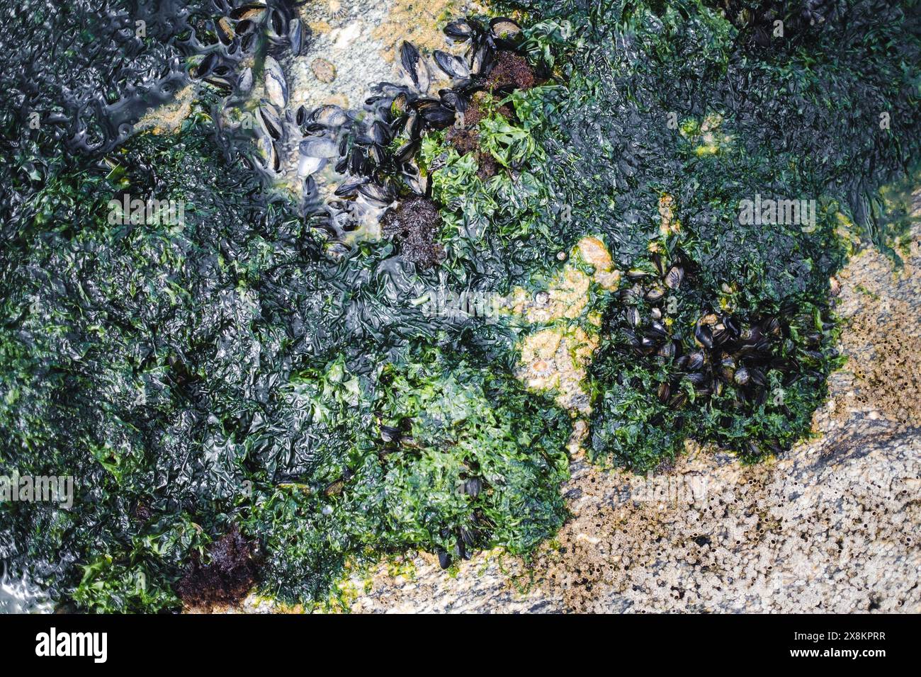 The ocean floor's intricate textures are revealed during low tide ...