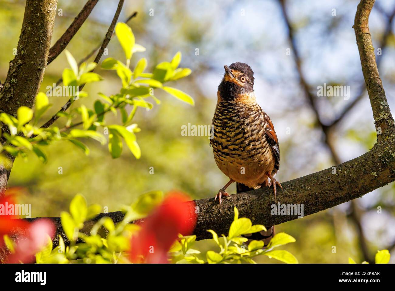 A spotted laughingthrush, Ianthocincla ocellata, perched in a tree ...