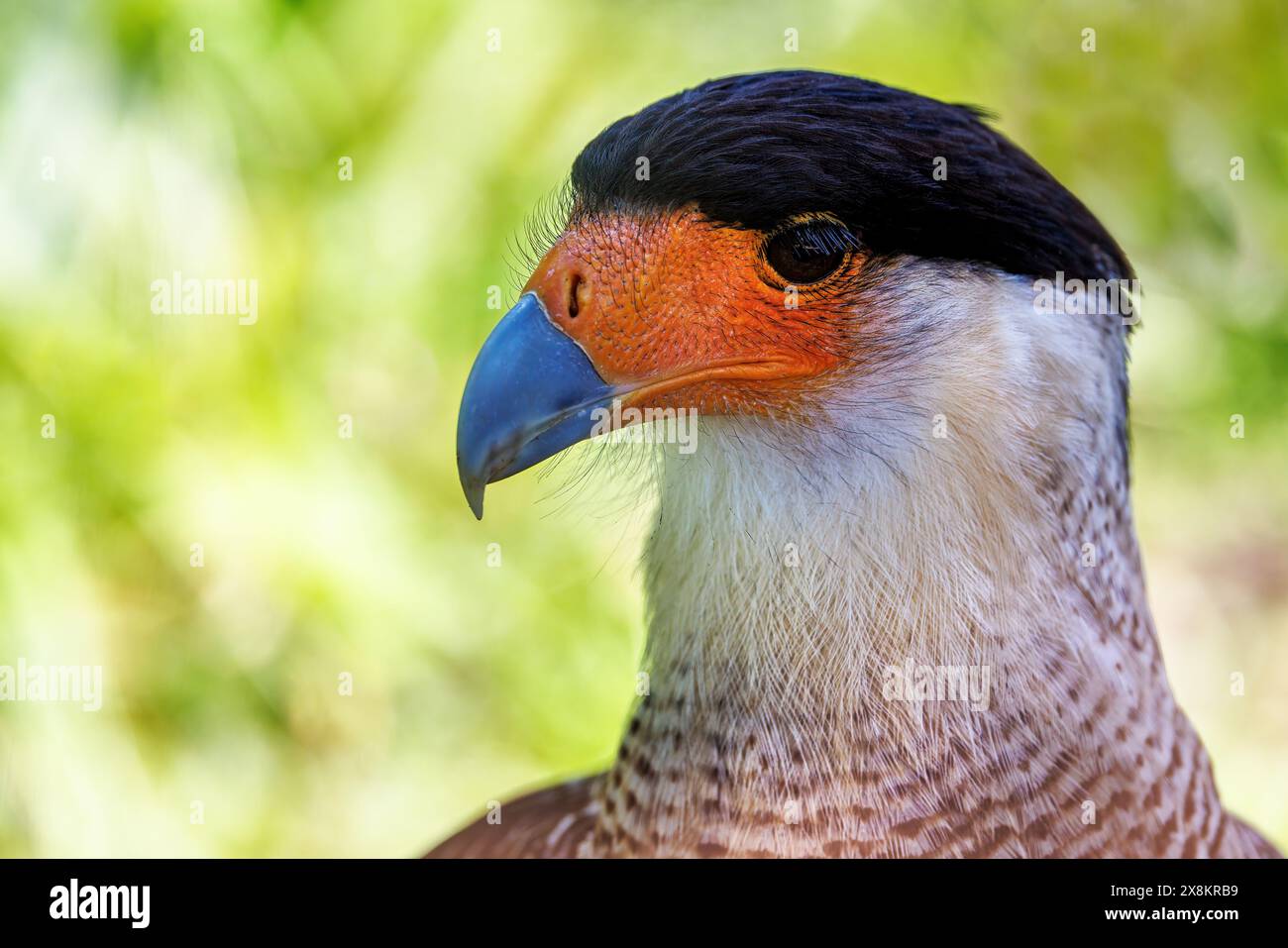 Mexican eagle hi-res stock photography and images - Alamy