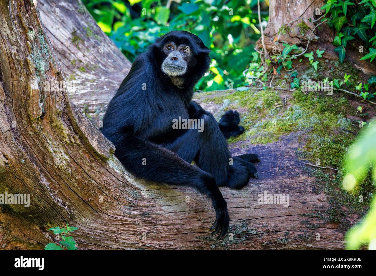Siamang gibbon, Symphalangus syndactylus, sitting on an old tree trunk ...
