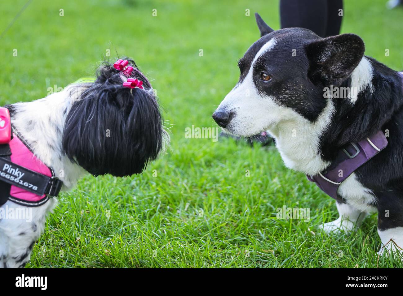 London, UK. 26th May, 2024. Pinkie, a 3 yr old Shitzu, forms ...