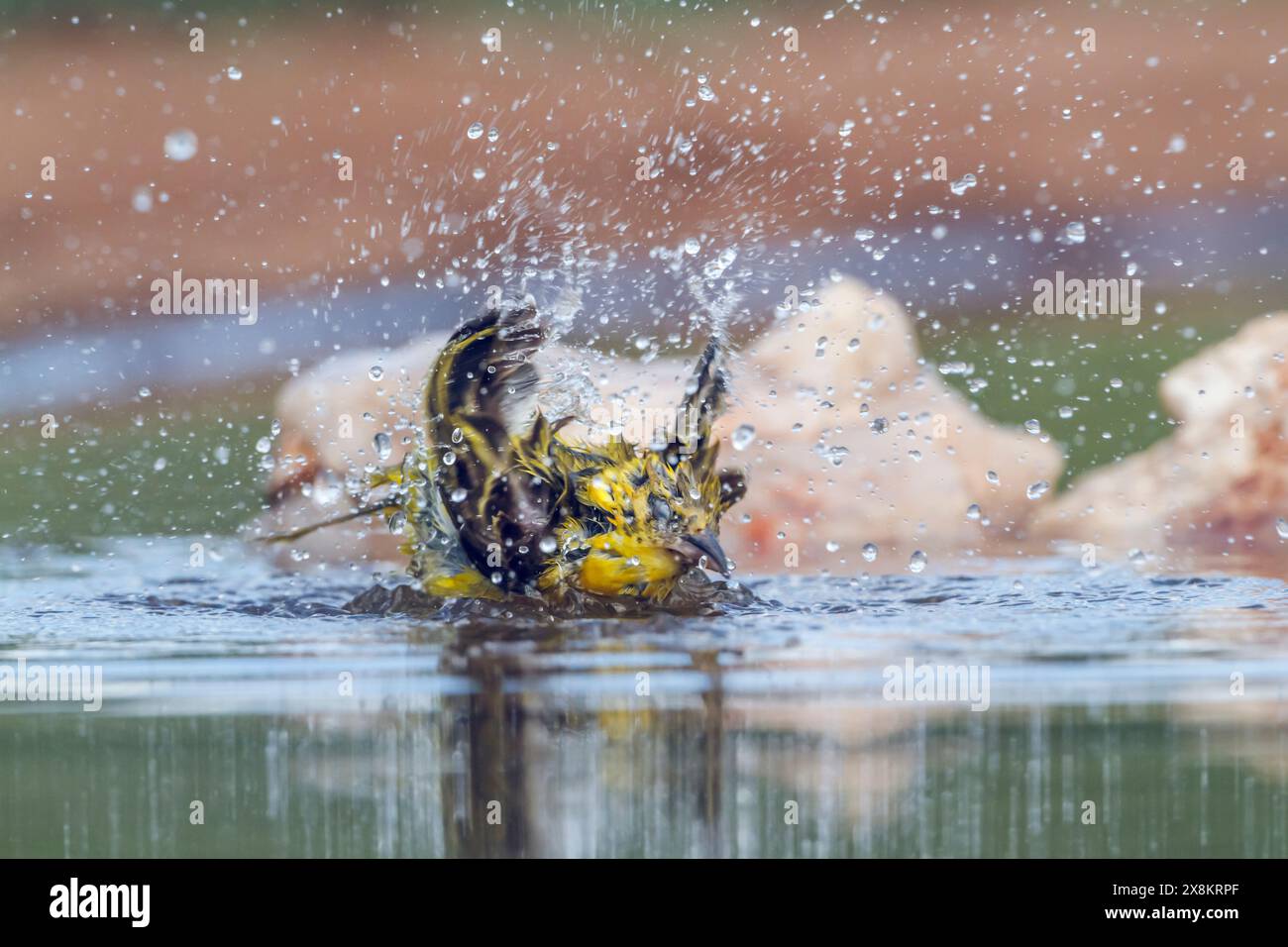 Lesser Masked Weaver bathing in waterhole in Kruger National park ...