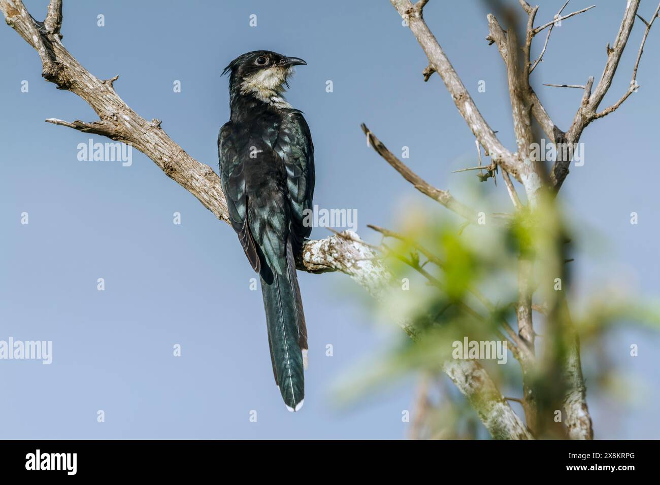 Pied Cuckoo standing on a branch isolated in blue sky in Kruger ...