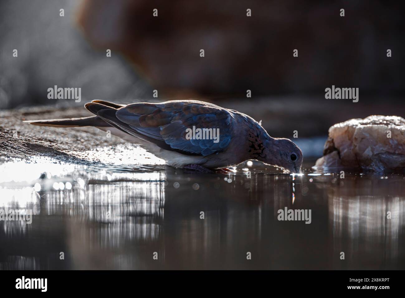 Laughing Dove backlit drinking in waterhole in Kruger National park ...