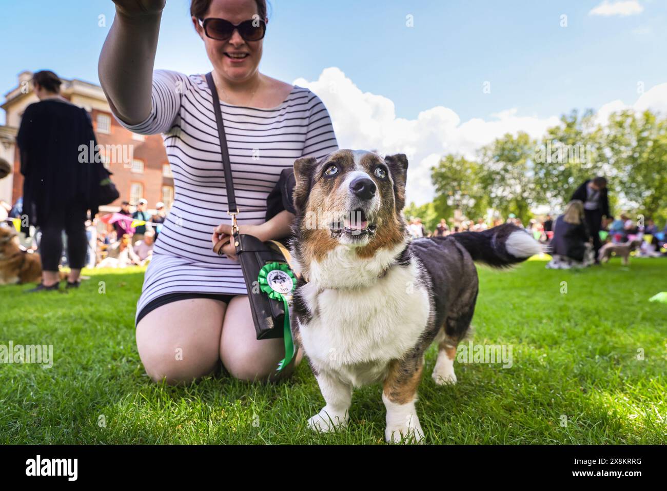 London, UK. 26th May, 2024. Cardigan corgie Echo is 6 and excited to be ...