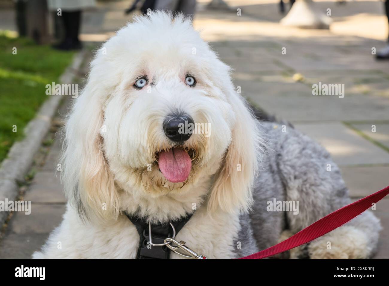 London, UK. 26th May, 2024. Bennie, an Old English Sheepdog, 3 ...